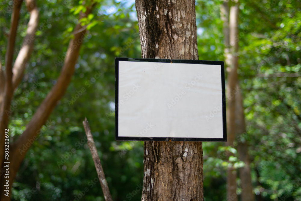 empty white blank in green tree for texture Stock Photo | Adobe Stock