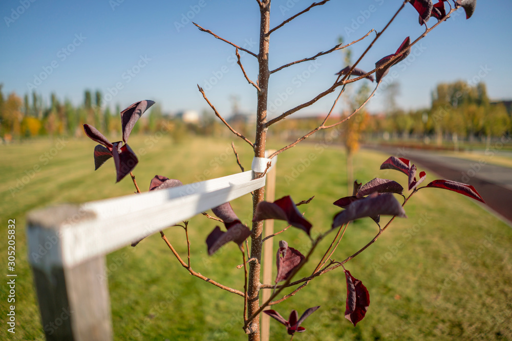 young tree sapling propped and supported by the wooden slats and tied ...