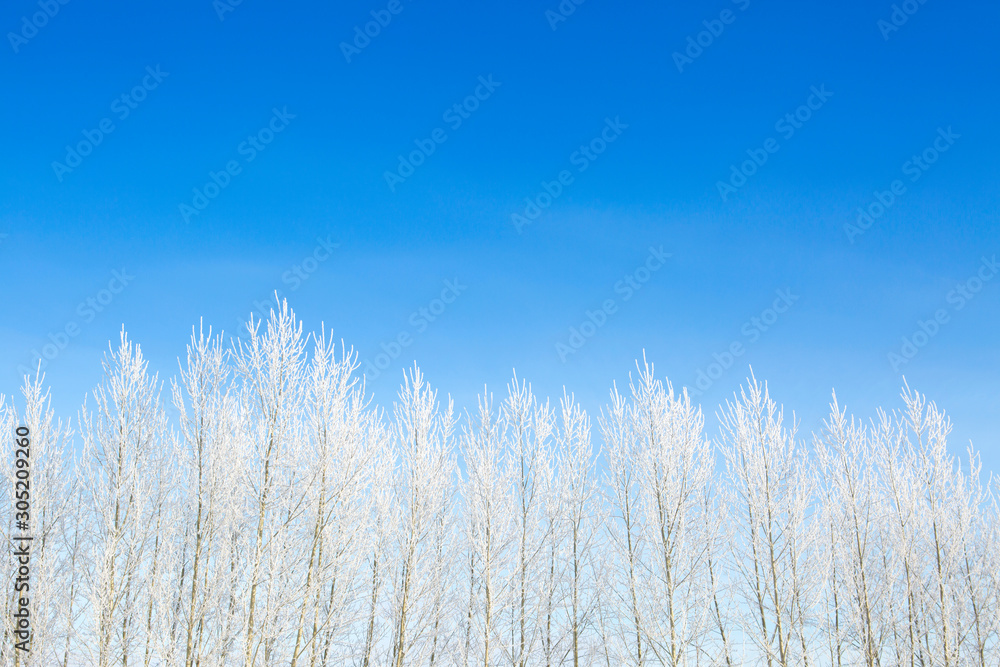 Alone frozen tree in snowy field and blue sky Stock Photo | Adobe Stock