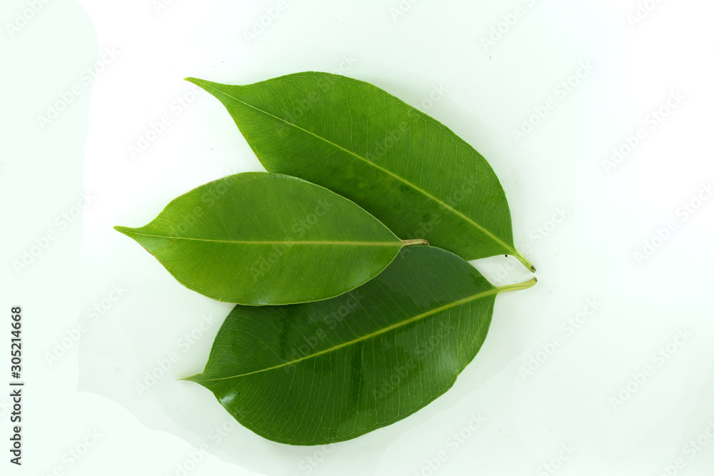 Jambolan plum or jambul or Jamun Java plum(Syzygium cumini) leaves on ...