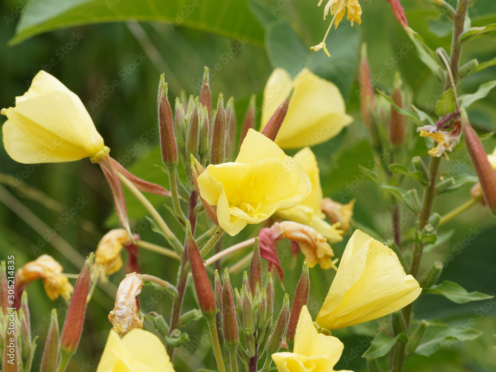 Oenothera biennis | Fleurs et boutons d'onagre bisannuelle ou belle de ...