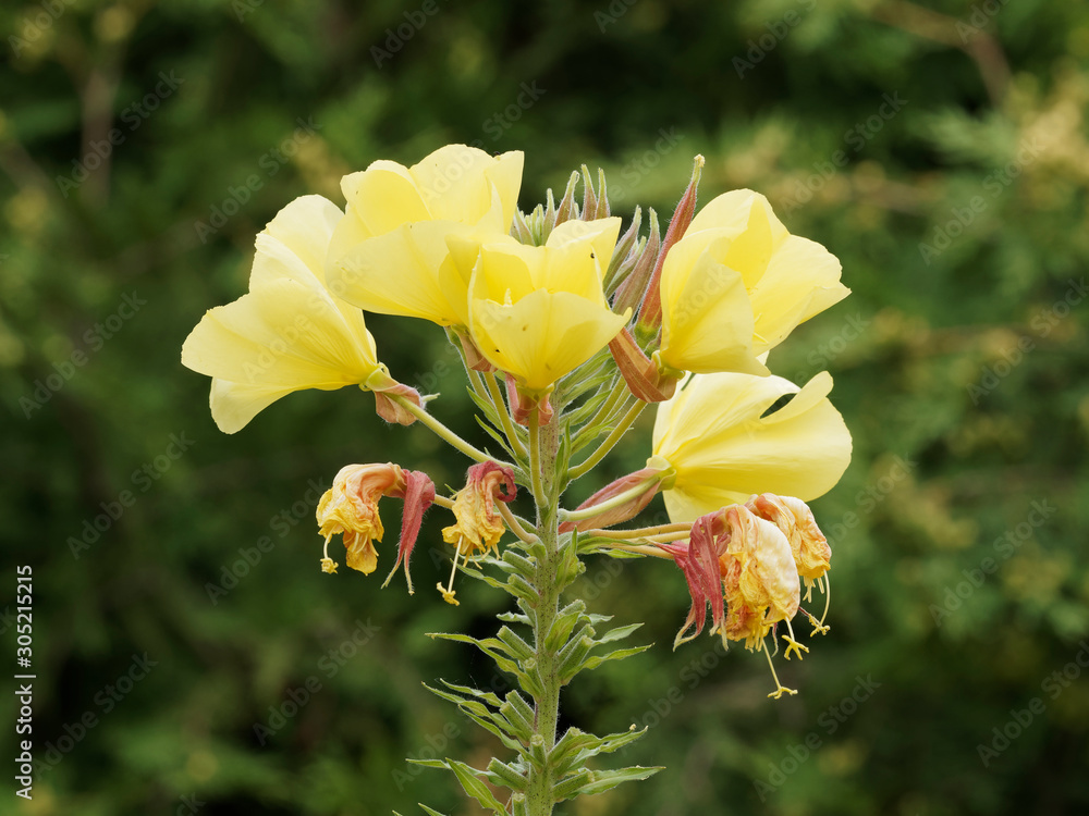 Oenothera biennis | Fleurs et boutons d'onagre bisannuelle ou belle de ...