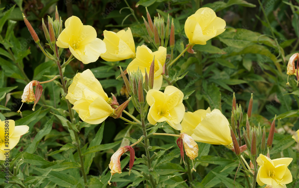 Oenothera biennis | Onagre bisannuelle aux boutons en cours d'éclosion ...