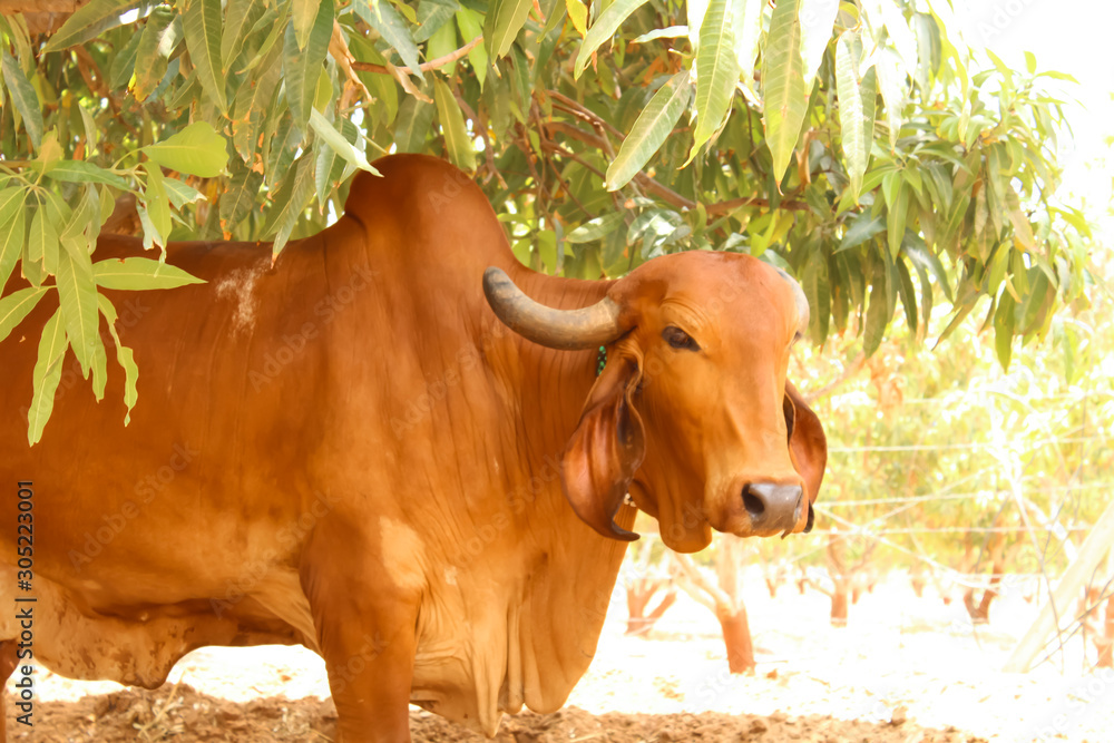 indian cow Under the mango tree, Brazilian cow Under the mango tree ...