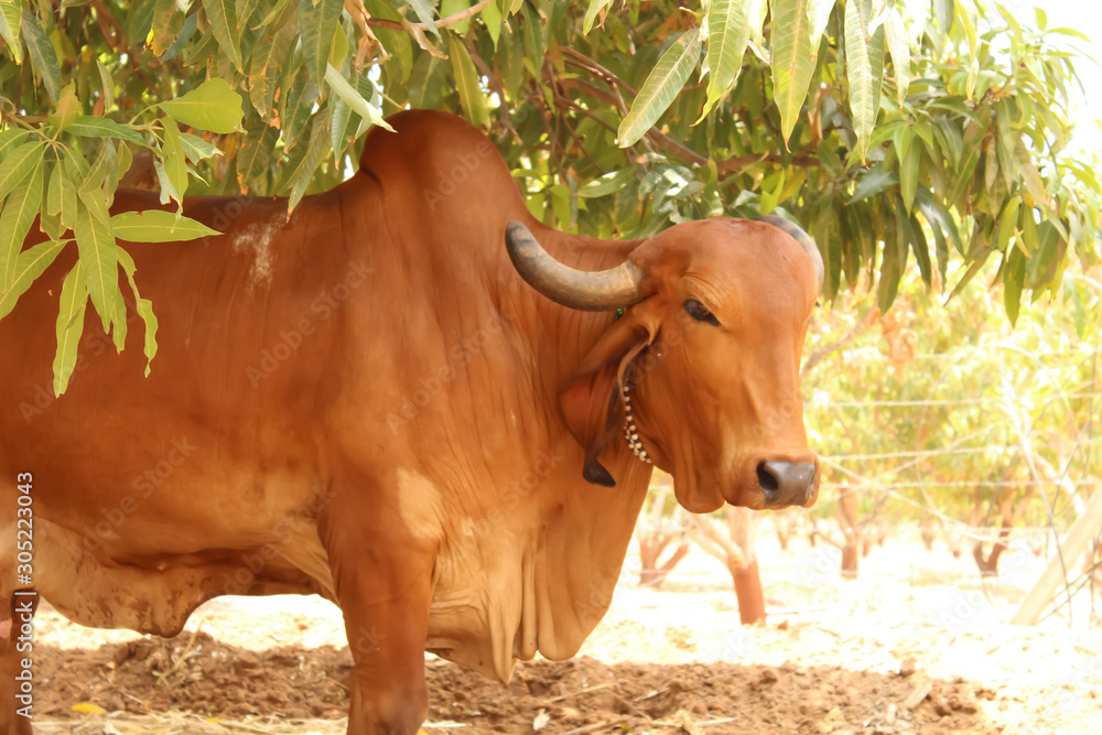 indian cow Under the mango tree, Brazilian cow Under the mango tree ...