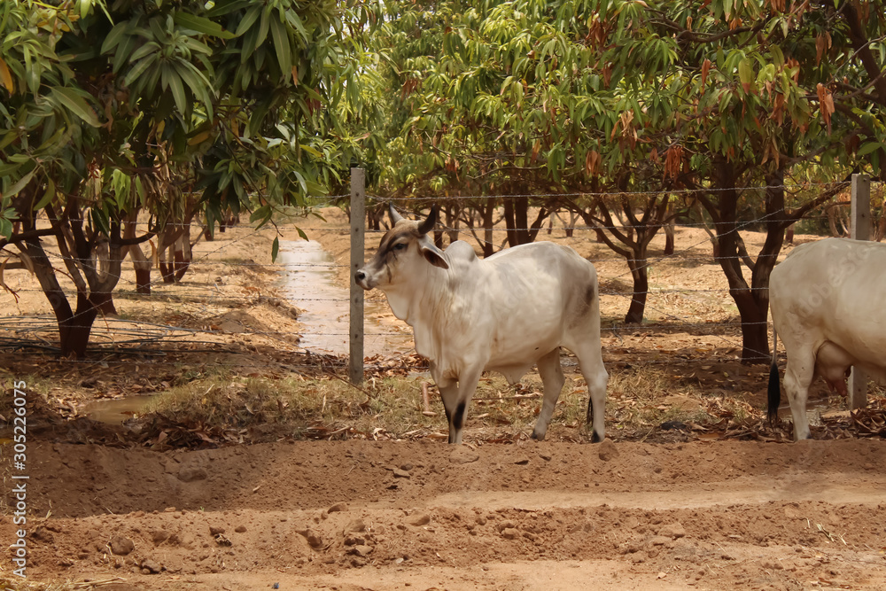 indian cow Under the mango tree, Brazilian cow Under the mango tree ...