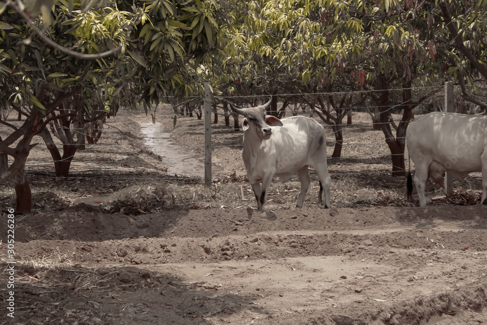 indian cow Under the mango tree, Brazilian cow Under the mango tree ...