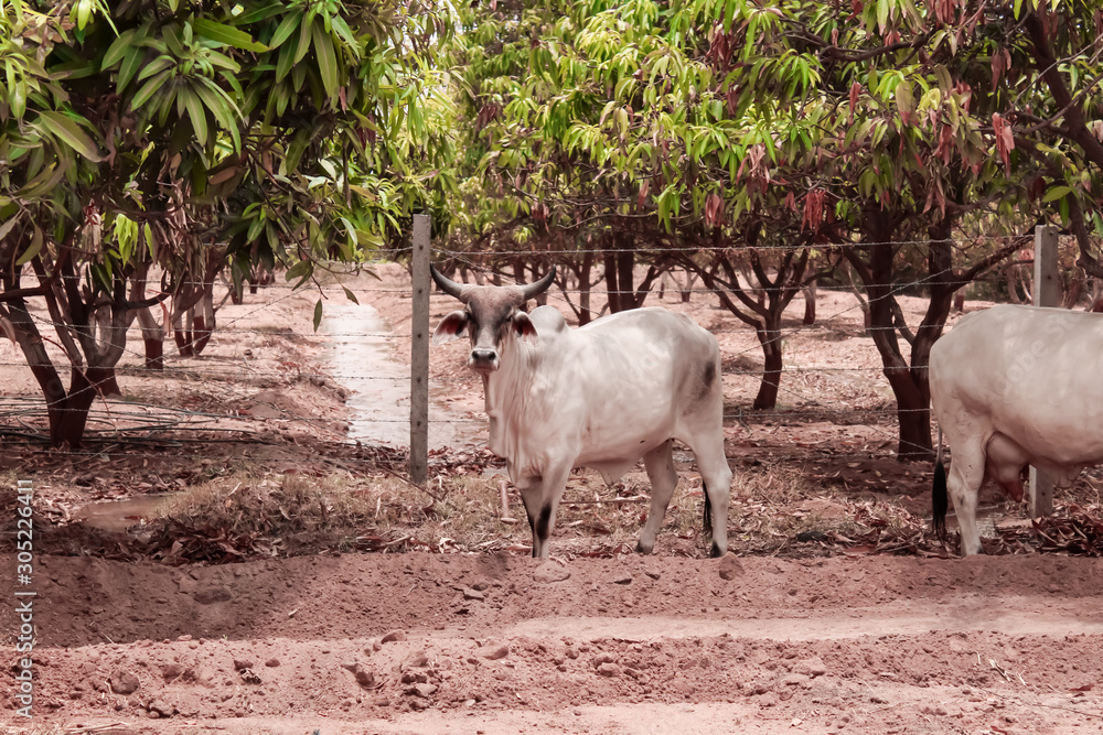 indian cow Under the mango tree, Brazilian cow Under the mango tree ...