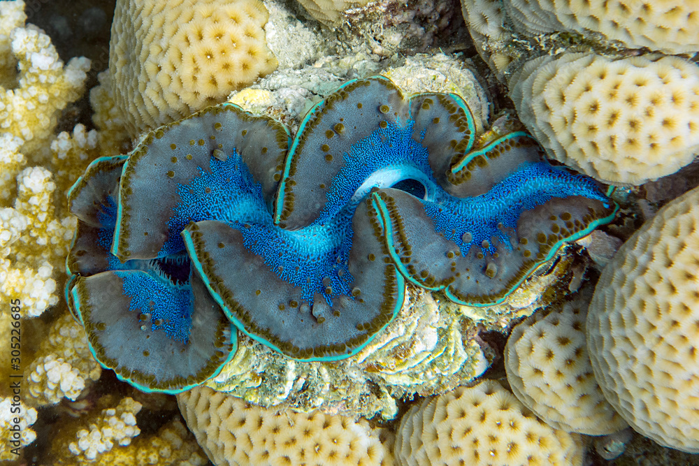 mantle of a giant clam, Tridacna, growing on a coral reef Stock Photo ...