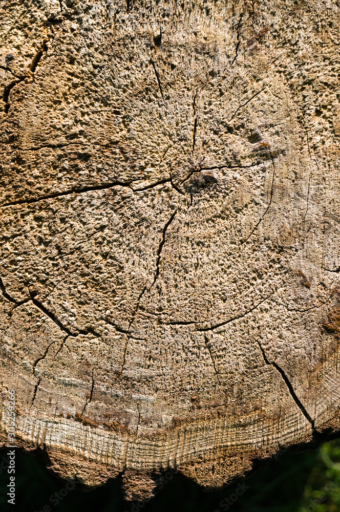 Vintage rough texture of old sawn tree trunk, close-up, macro Stock ...