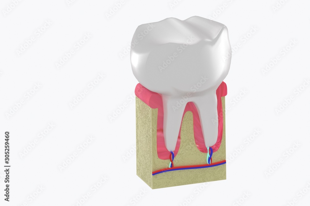 The anatomical structure of the tooth. 3d medical illustration. Stock ...