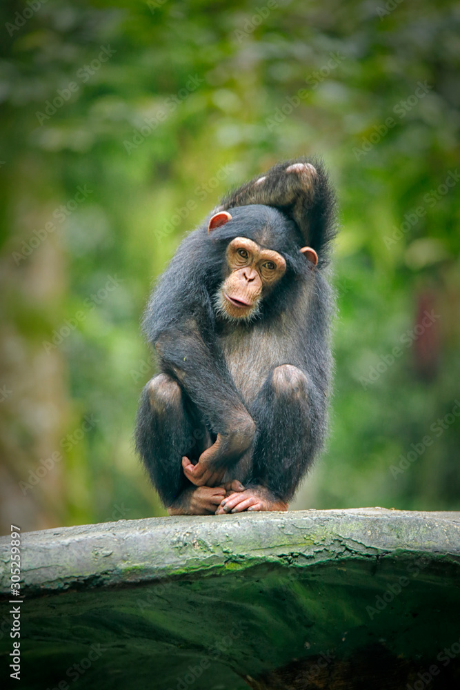 Chimpanzee consists of two extant species: common chimpanzee and bonobo ...