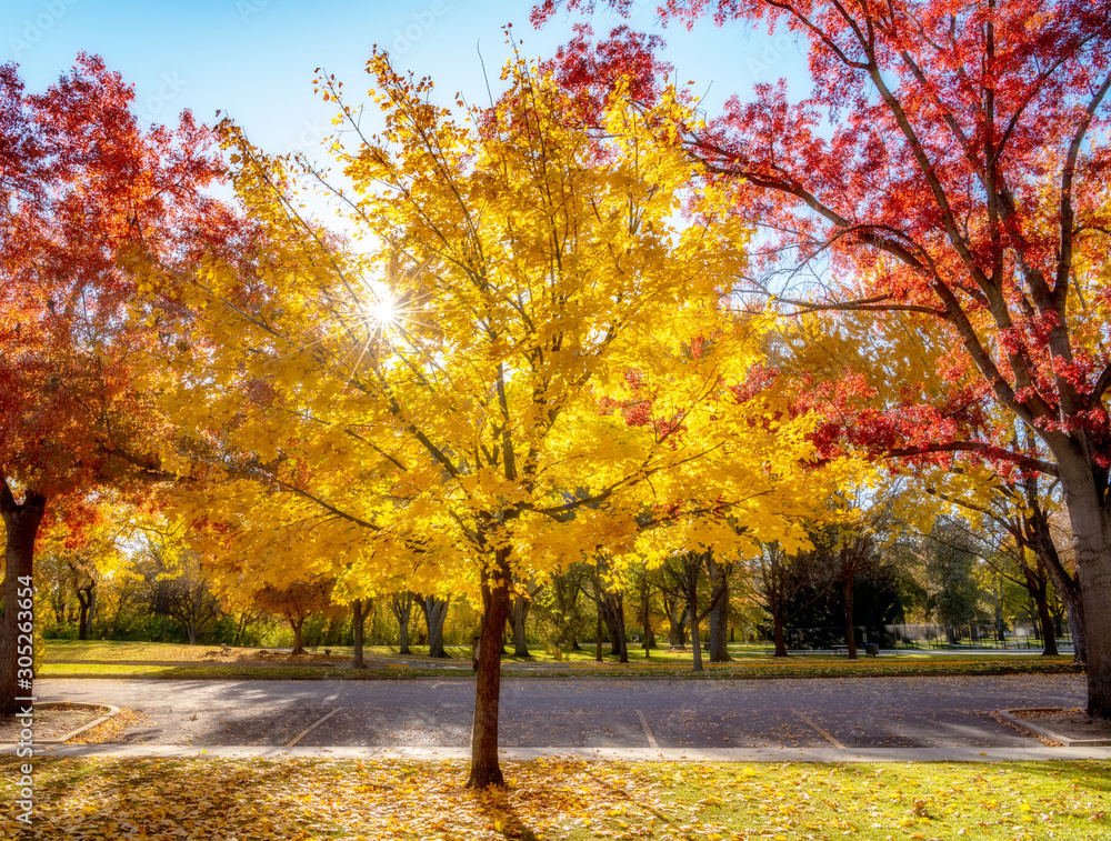 Fall trees in a city park near parking with a sunburst showing through ...