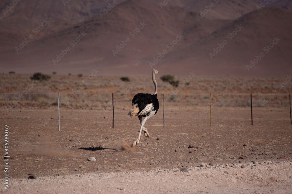Ostrich Running Speed