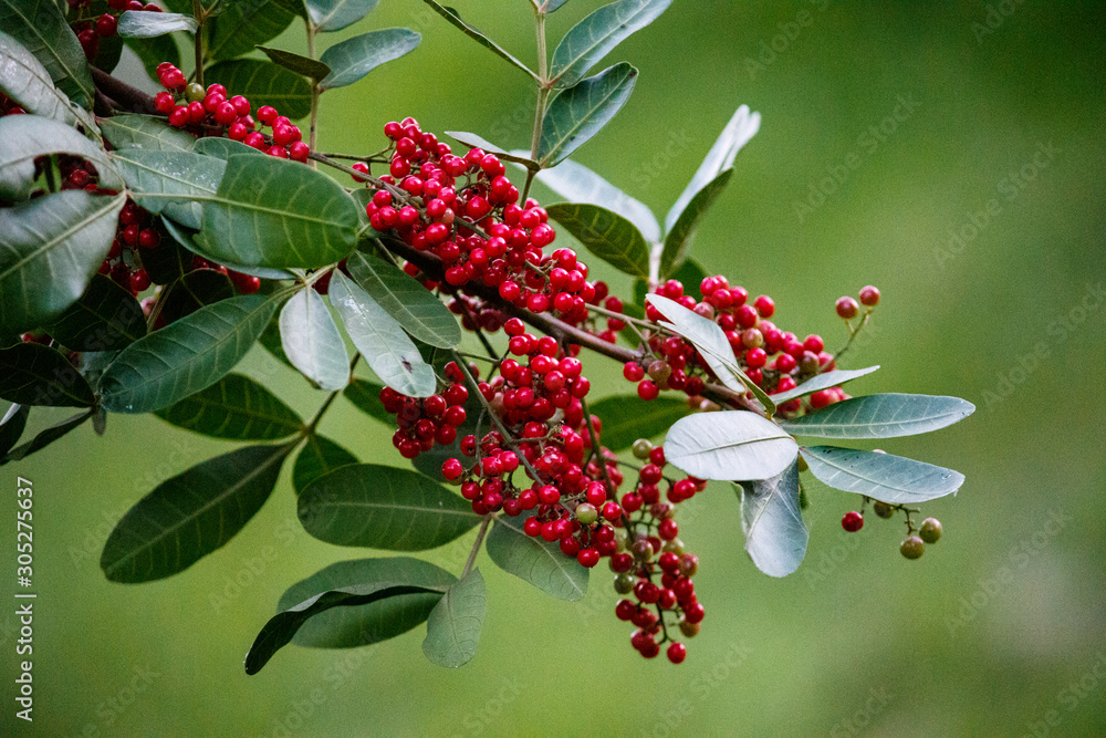 Aroeira-vermelha Schinus terebinthifolia Stock Photo | Adobe Stock