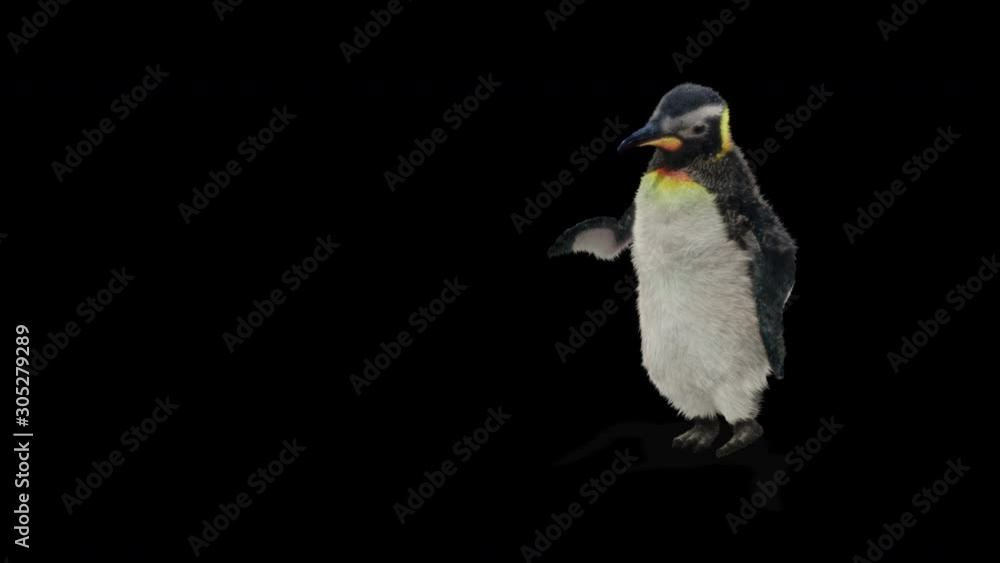 Penguin Zoo CG fur 3d rendering animal realistic CGI VFX Animation Loop ...