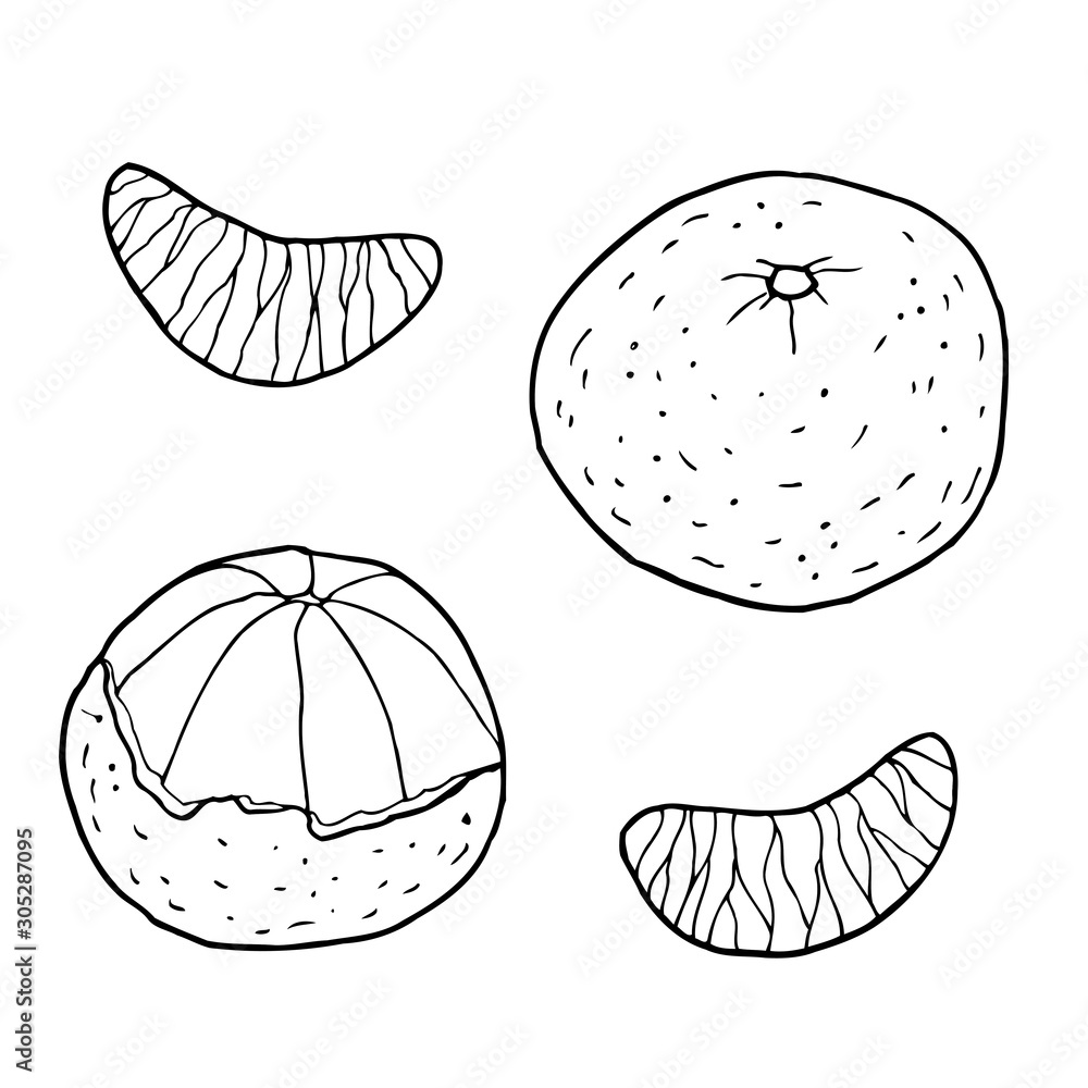 Tangerine with slices. Hand drawn vector illustration. Ink sketch ...
