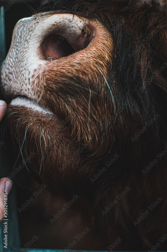 Scottish Highland Cow in field looking at the camera, Ireland, England ...