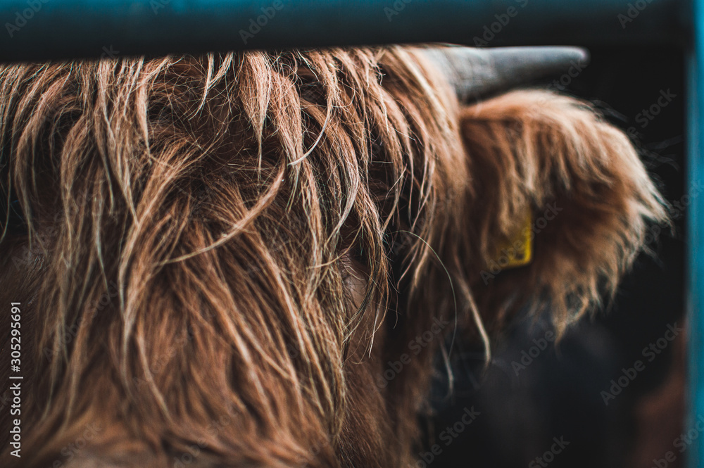 Scottish Highland Cow in field looking at the camera, Ireland, England ...