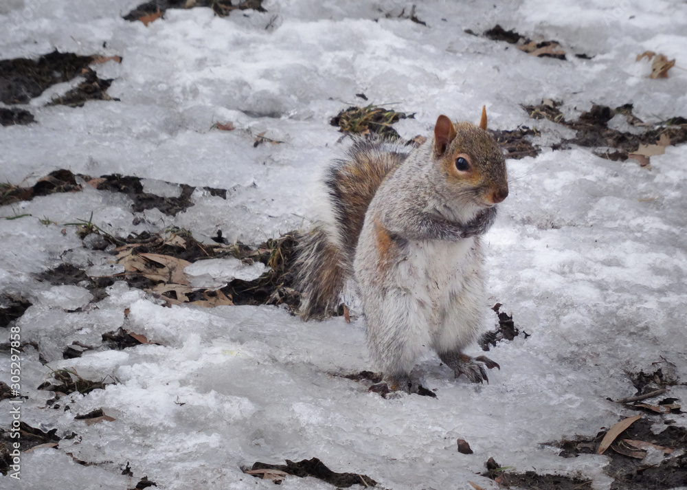 Up Squirrel Scene