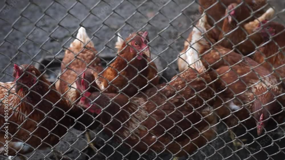 Chickens walk in the pen. Beautiful red hens behind the net. Hens ...