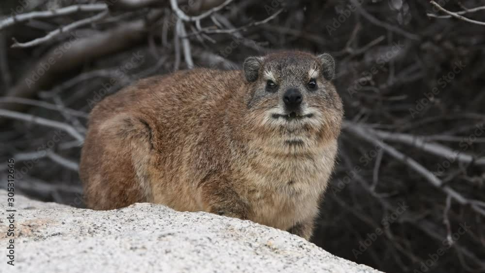The rock hyrax (Procavia capensis), also called Cape hyrax, rock rabbit ...