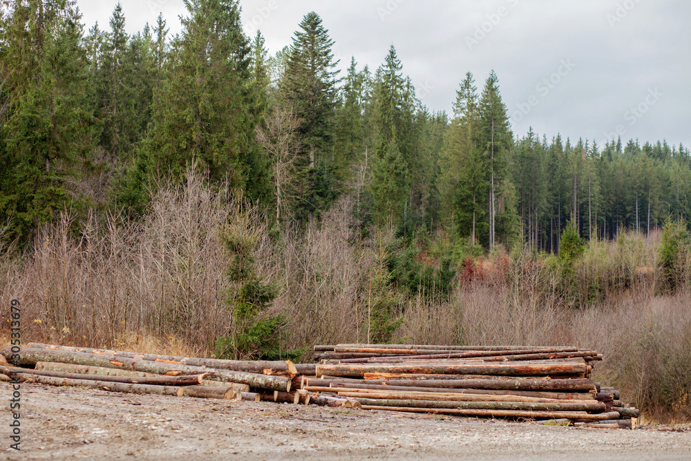 Wooden logs of pine woods in the forest, stacked in a pile. Freshly ...