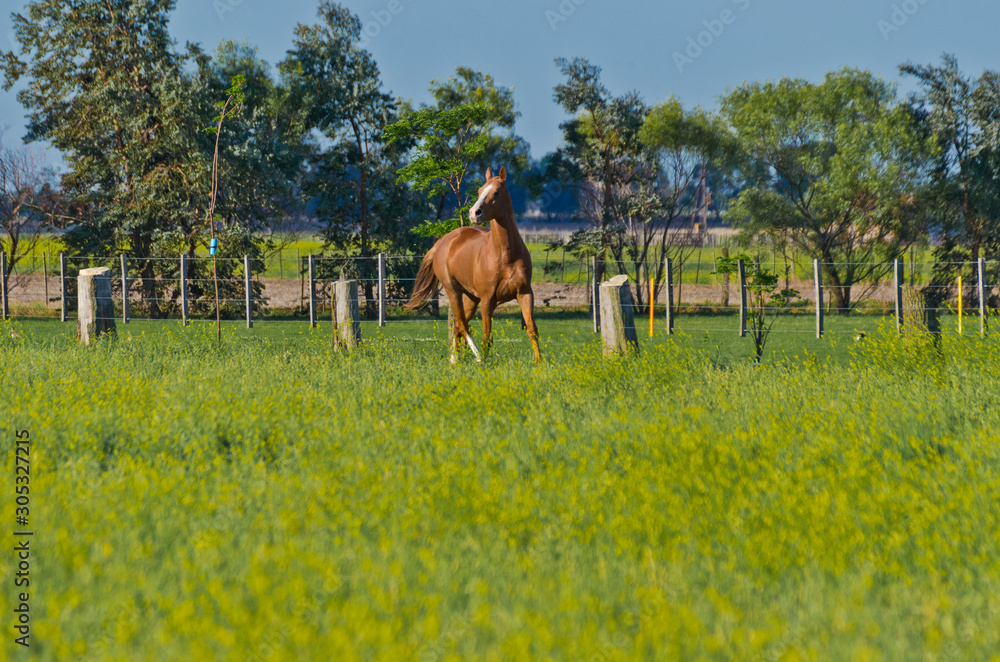 Caballo color café trotando en el pasto Stock Photo | Adobe Stock