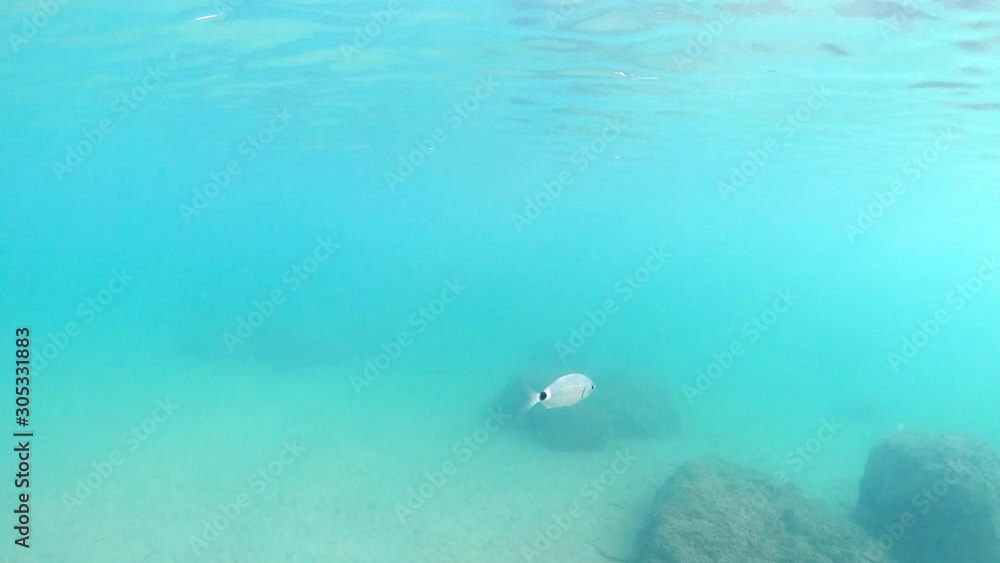 Fish swims in blue water. Underwater shoal of small fish between water ...