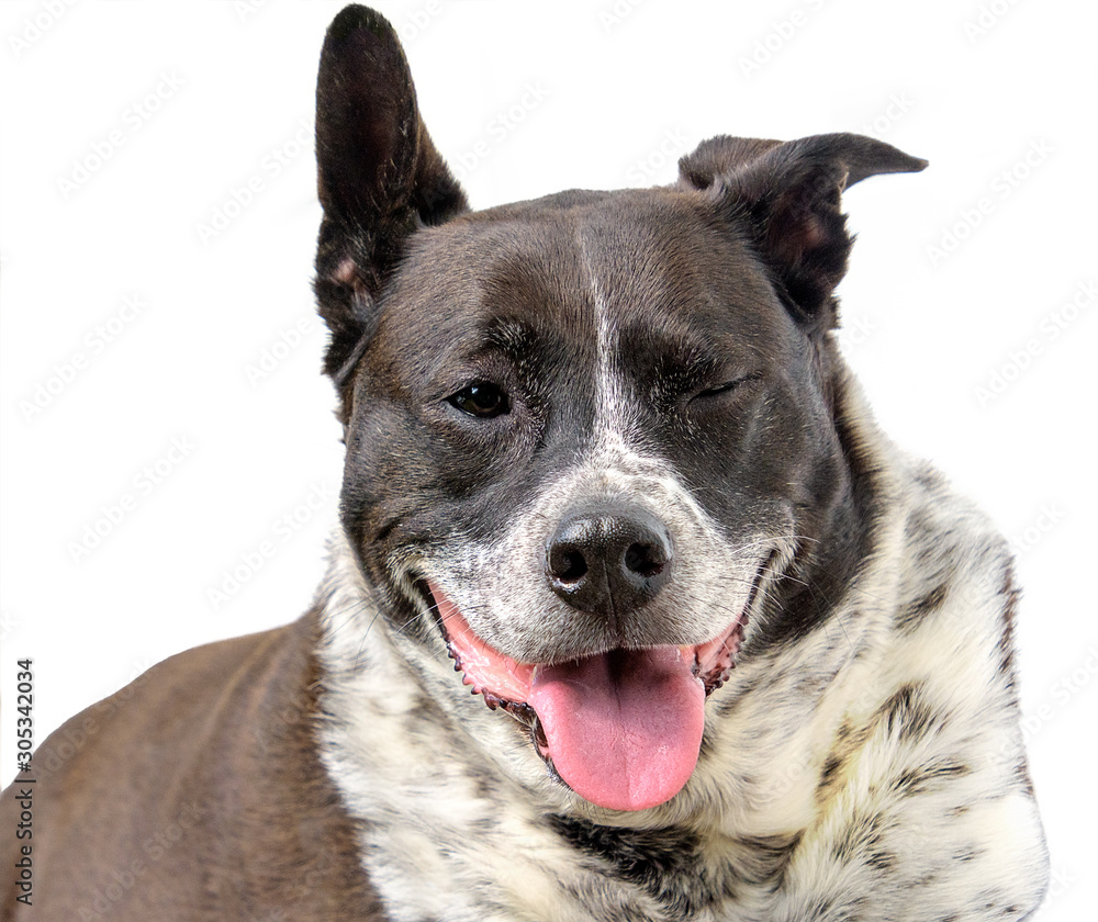 Portrait of mixed breed dog winking his eye isolated on white ...