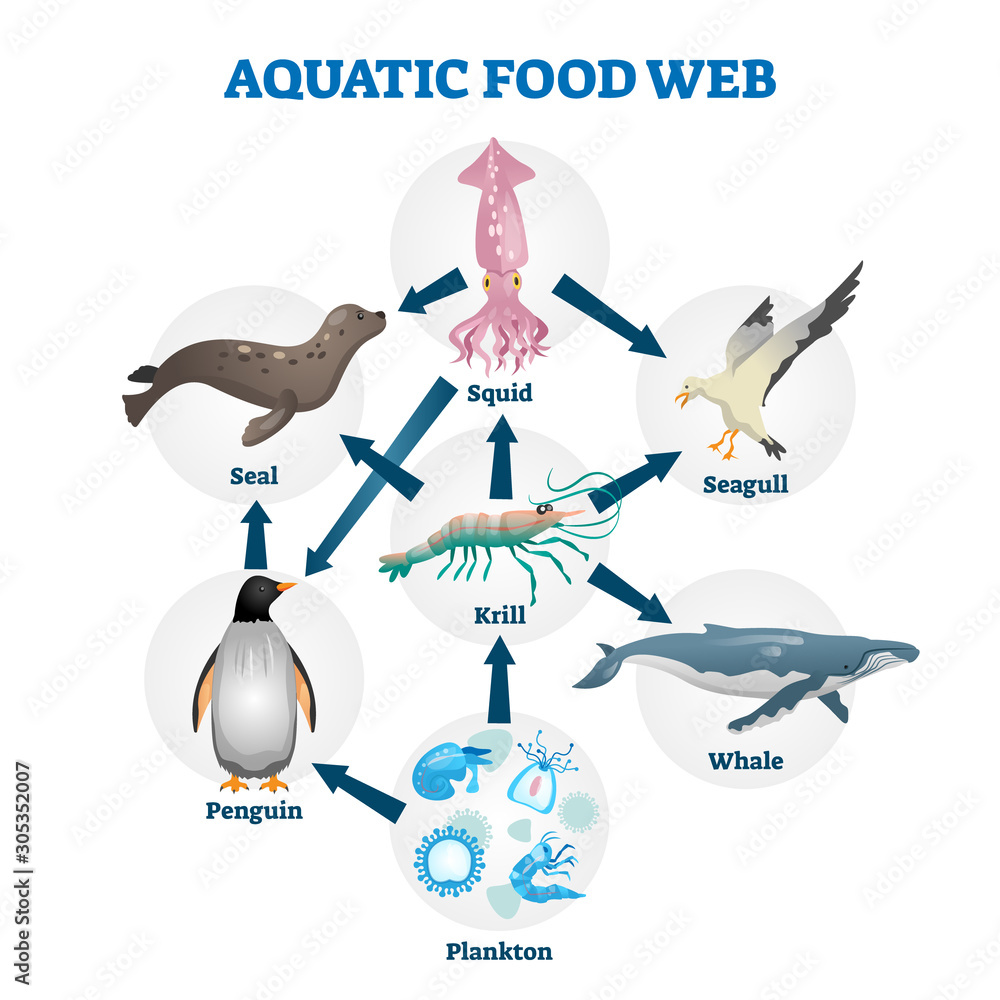 Aquatic food web vector illustration. Labeled educational water life ... Aquatic food web vector illustration. Labeled educational water life ...