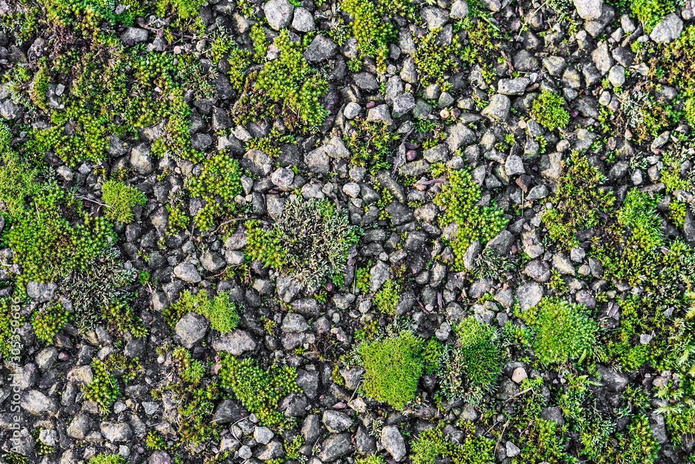 Moss Rock Texture Seamless