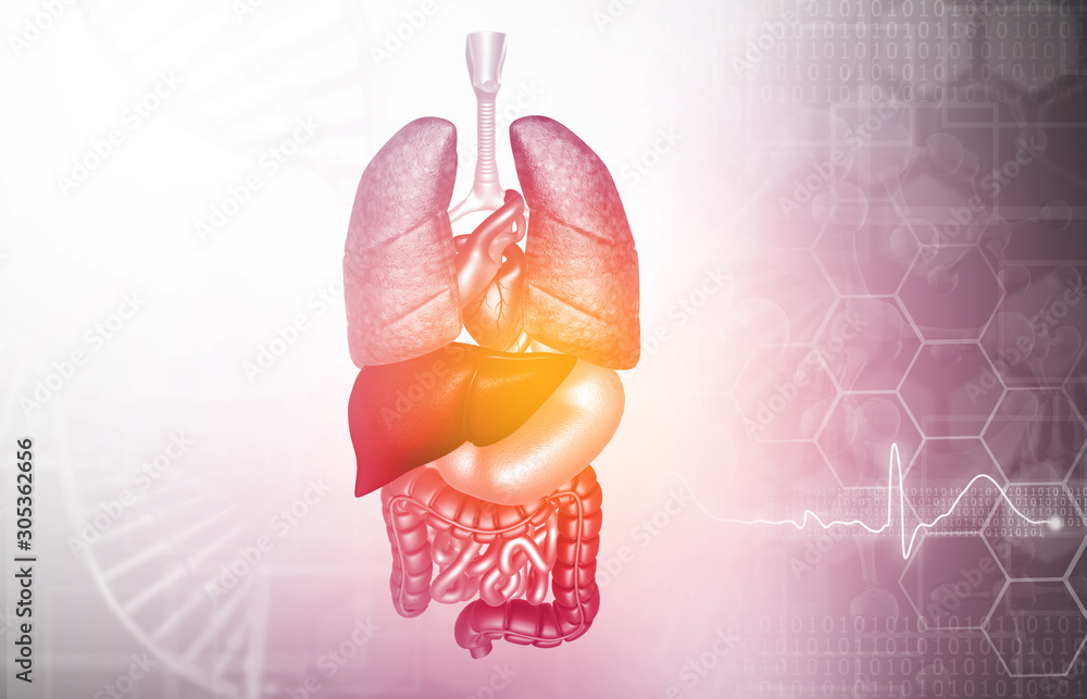 Human internal organs anatomy on science background. 3d illustration ...