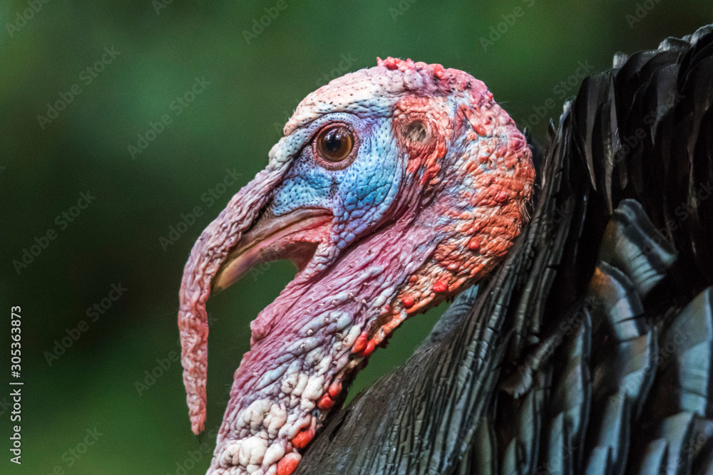 Male wild turkey profile head shot portrait. Stock Photo | Adobe Stock