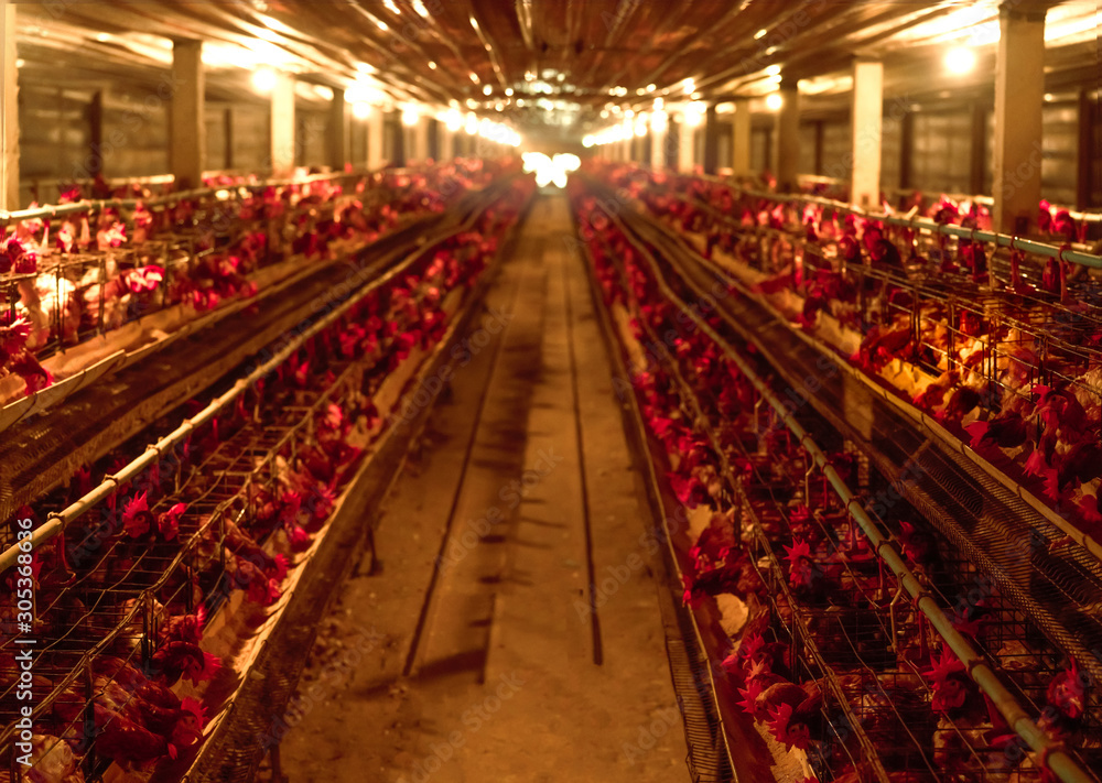Chicken farm. Egg-laying chicken in battery cages. Commercial hens ...