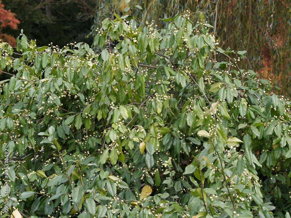 Euonymus europaeus 'Albus' ou Fusain d'Europe à capsules lobées blanc ...