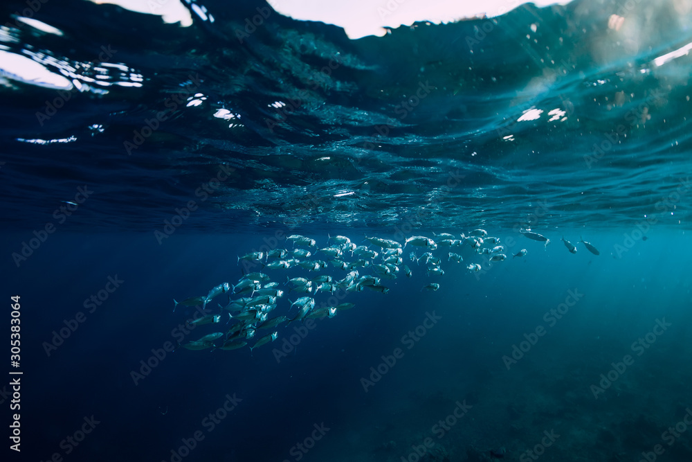 Underwater view with school fish in ocean. Sea life in transparent ...