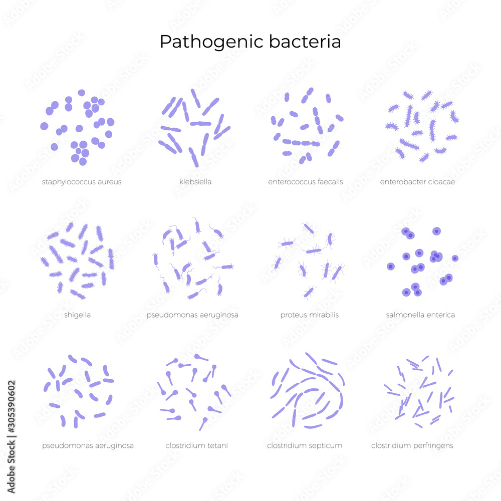 Vector illustration of pathogenic bacteria Stock Vector | Adobe Stock