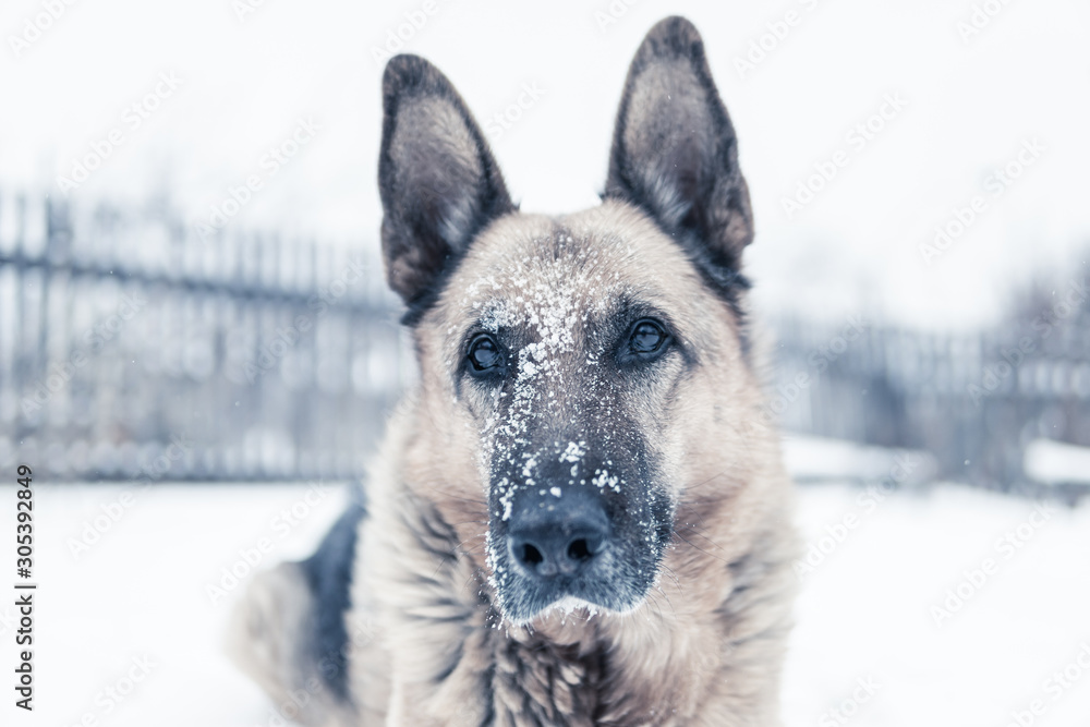sad dog in the snow Stock Photo | Adobe Stock