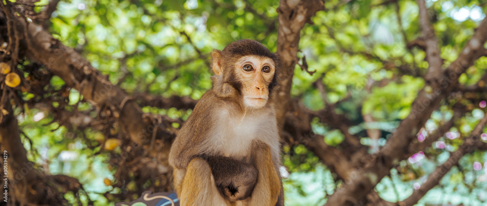 Adult red face monkey Rhesus macaque in tropical nature park of Hainan ...