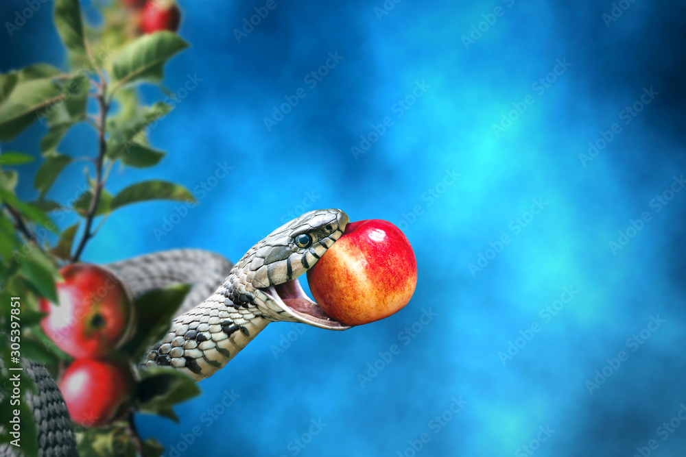 Snake with an apple fruit in its mouth Stock Photo | Adobe Stock