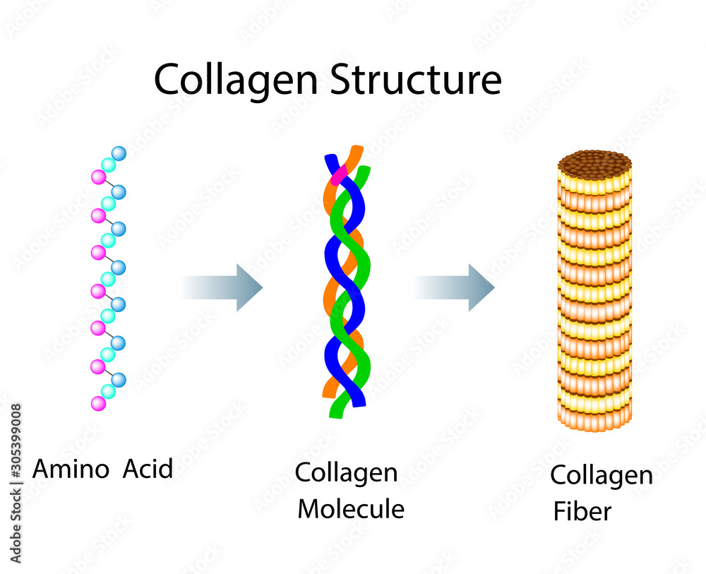 Vector illustration with collagen structure for medical and educational ...