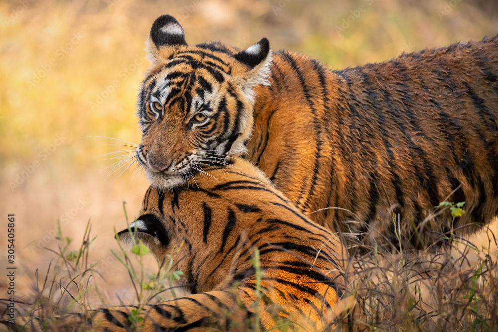 Amazing tiger in the nature habitat. Tigers pose during the golden ...