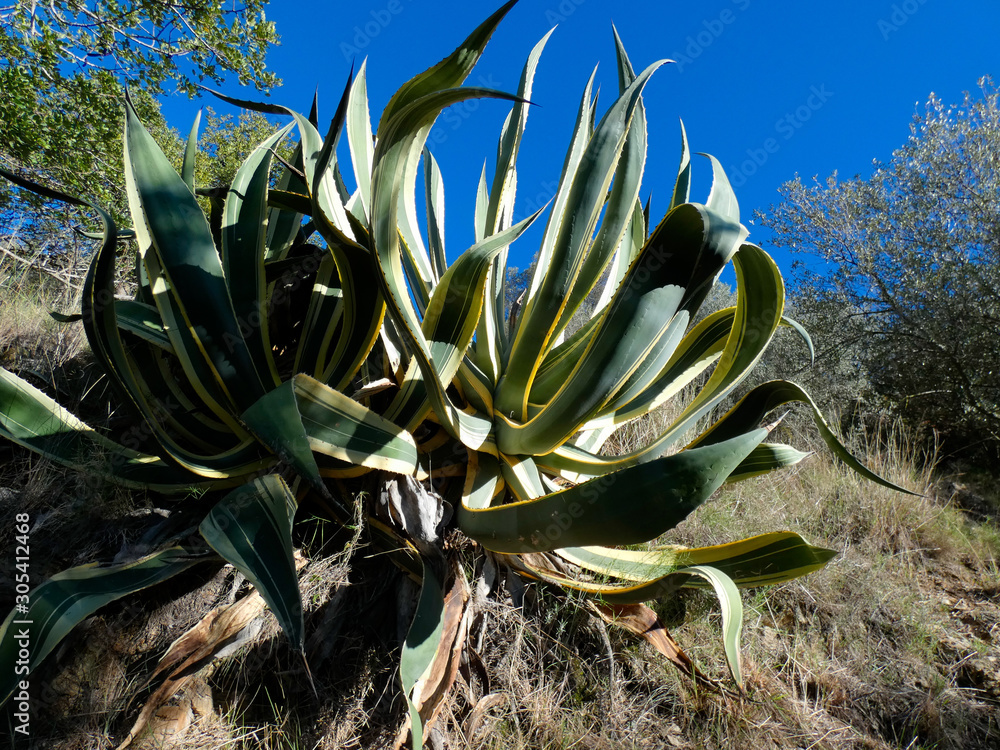 Planta de secano, vegetal mediterráneo de la familia de los cactus Stock Photo | Adobe Stock