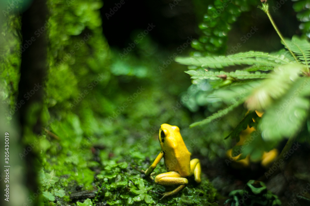 Golden poison frog. Yellow frog on a mossy floor. Phyllobates ...