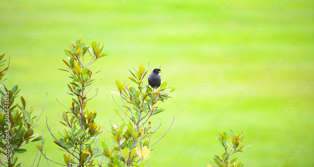 Stunning view of a the Javan Myna bird on a tree branch with a green ...