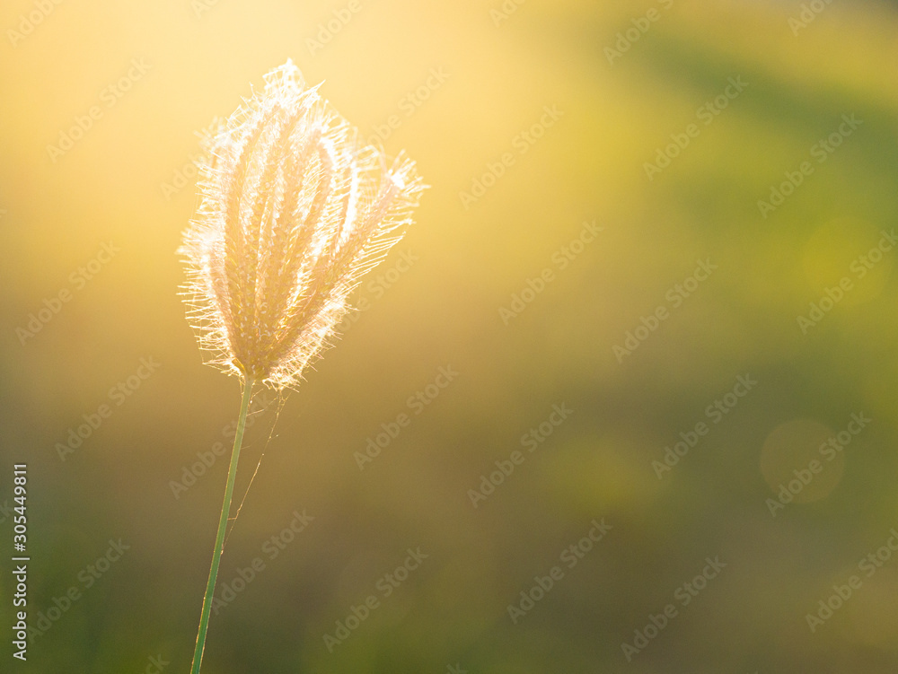 Swollen finger grass with sunlight in blur background. (Chloris barbata ...