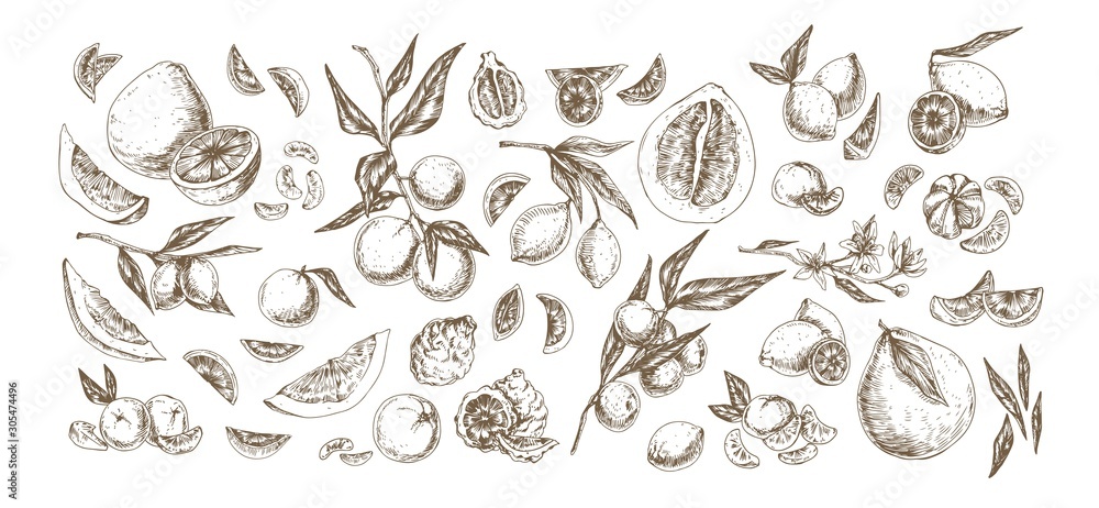 Citrus hand drawn illustrations set. Fruits and herbs vintage drawing ...