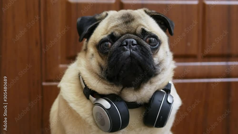 Stockvideon Close-up portrait of funny cute pug dog listening to music ...