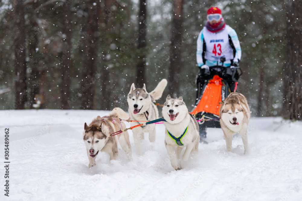 Sled dog racing. Husky sled dogs team pull a sled with dog musher ...